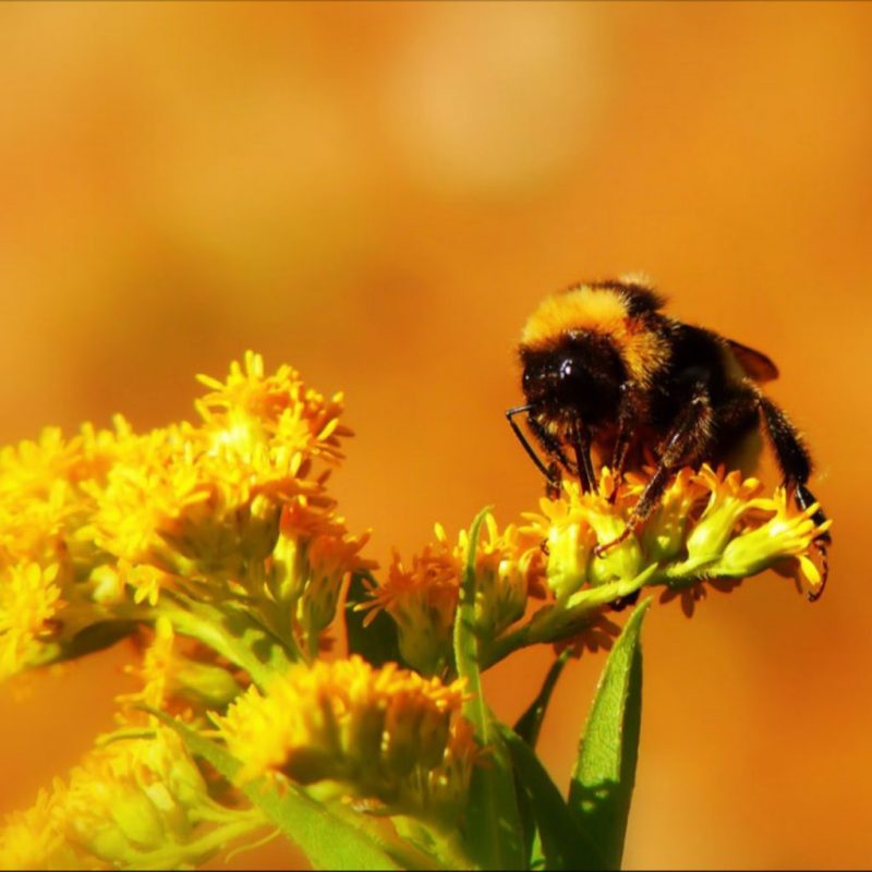 Meadow Restoration Helps Enhance Forage For Victoria Bees – Investment ...